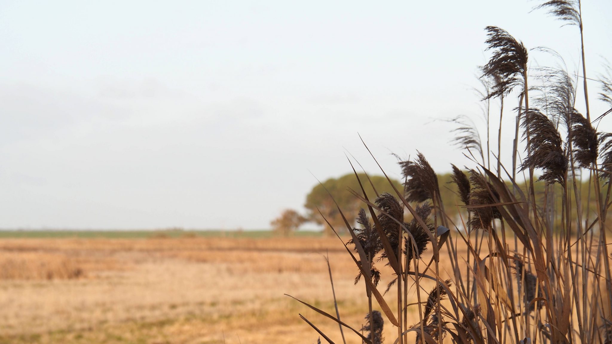 What to see in a weekend on the Limestone Coast – West of Anywhere