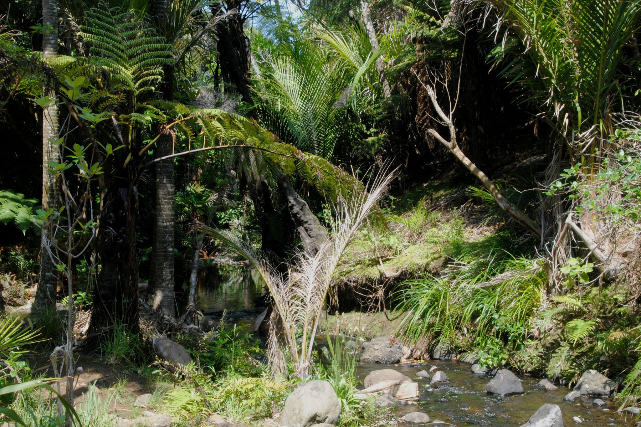 A day in the Waitakere Ranges – West of Anywhere