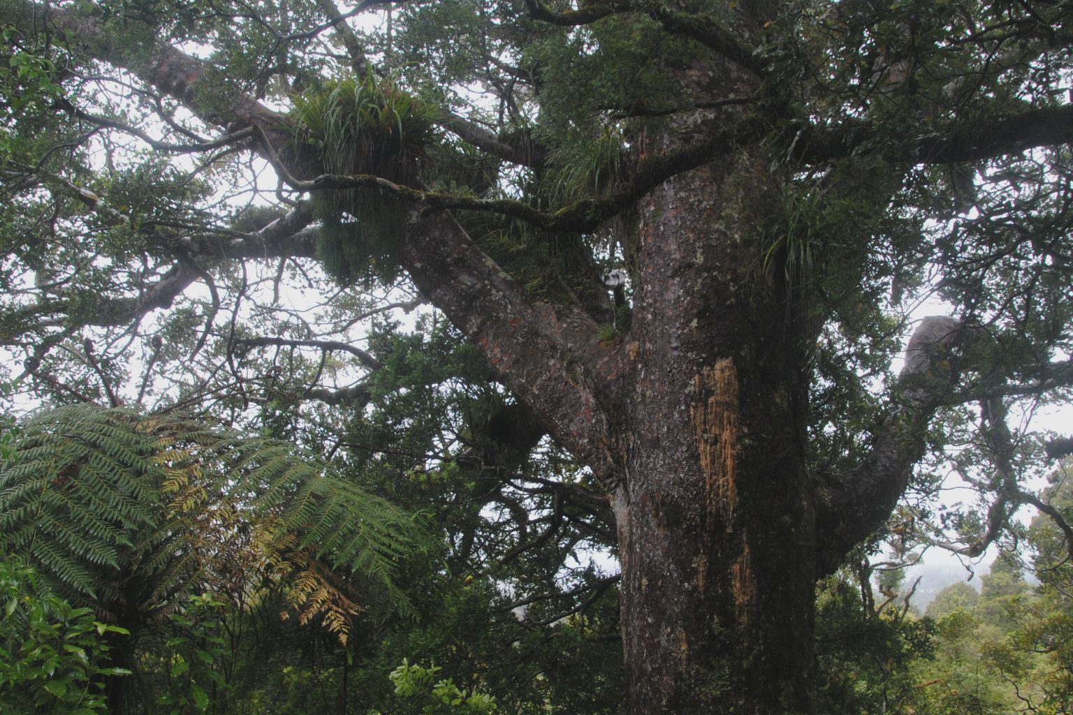 A day in the Waitakere Ranges – West of Anywhere