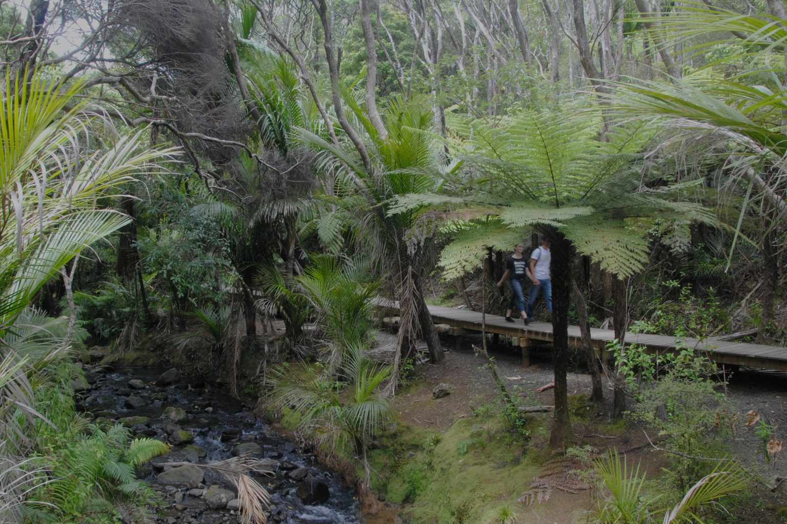 A day in the Waitakere Ranges – West of Anywhere