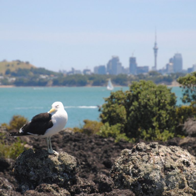 Hiking Rangitoto Island – West of Anywhere