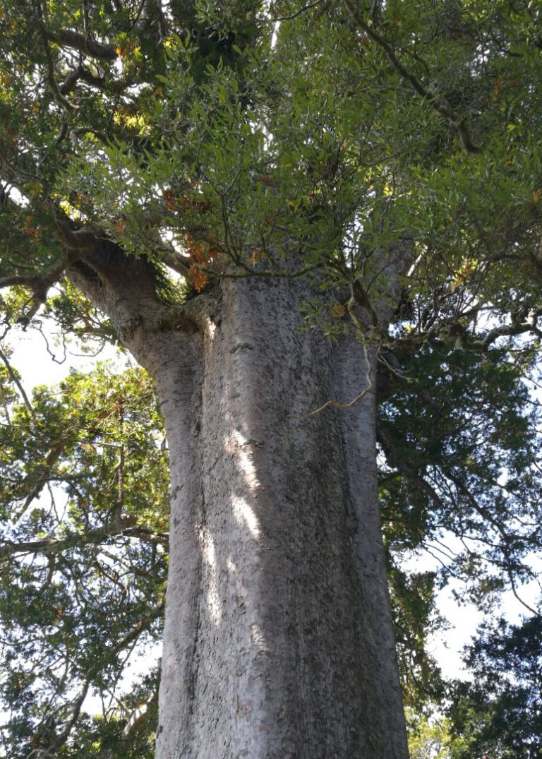 Road Tripping: Coromandel Peninsula & Bay of Plenty – West of Anywhere